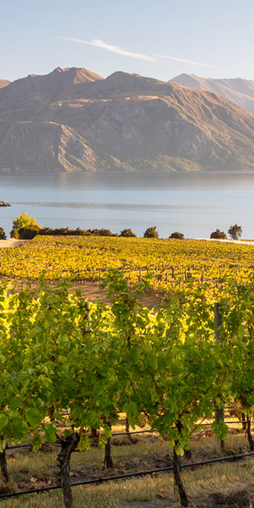 Our Services | Pathways to New Zealand®